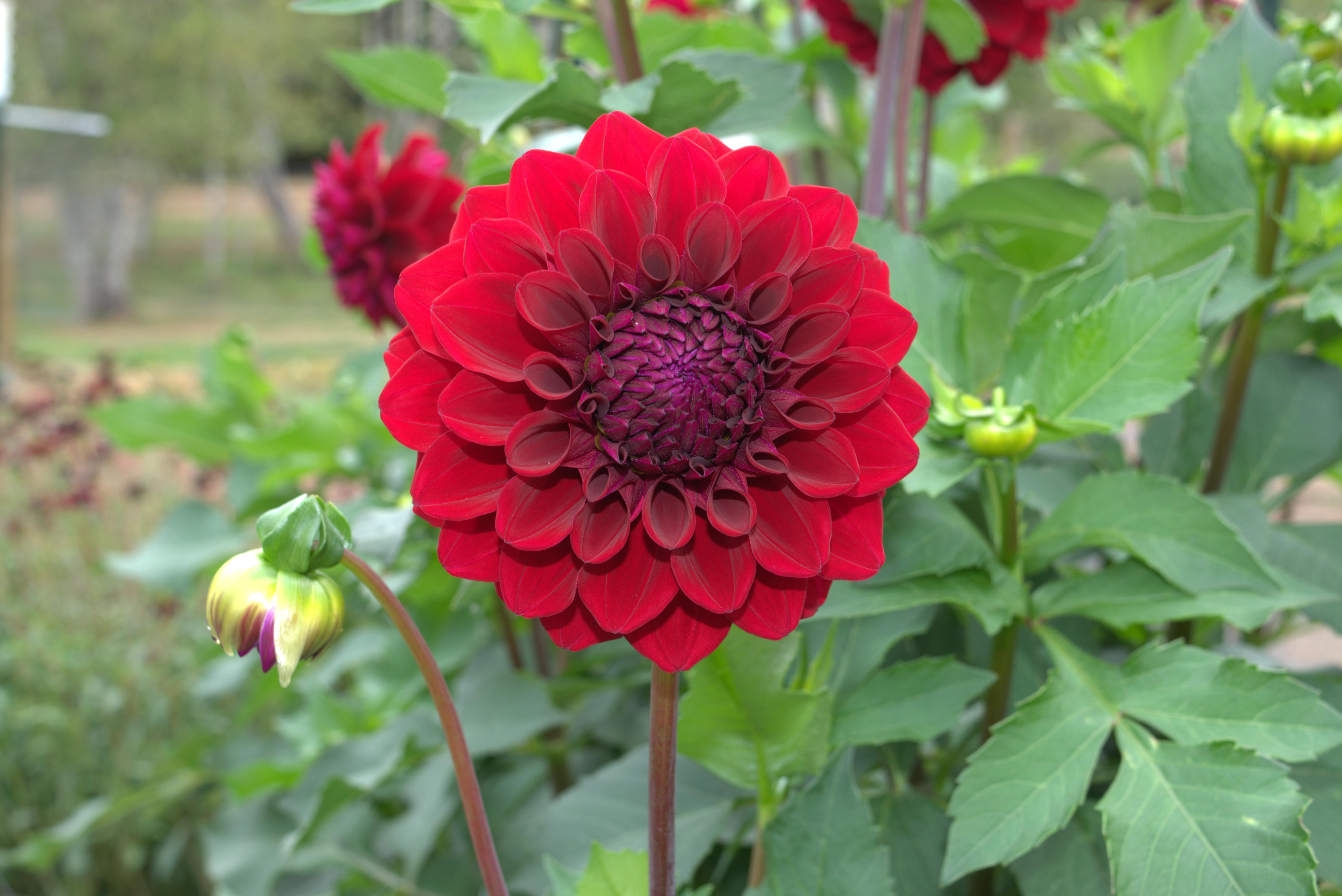 Ferncliff Midnight – Lakeside Dahlia Farm