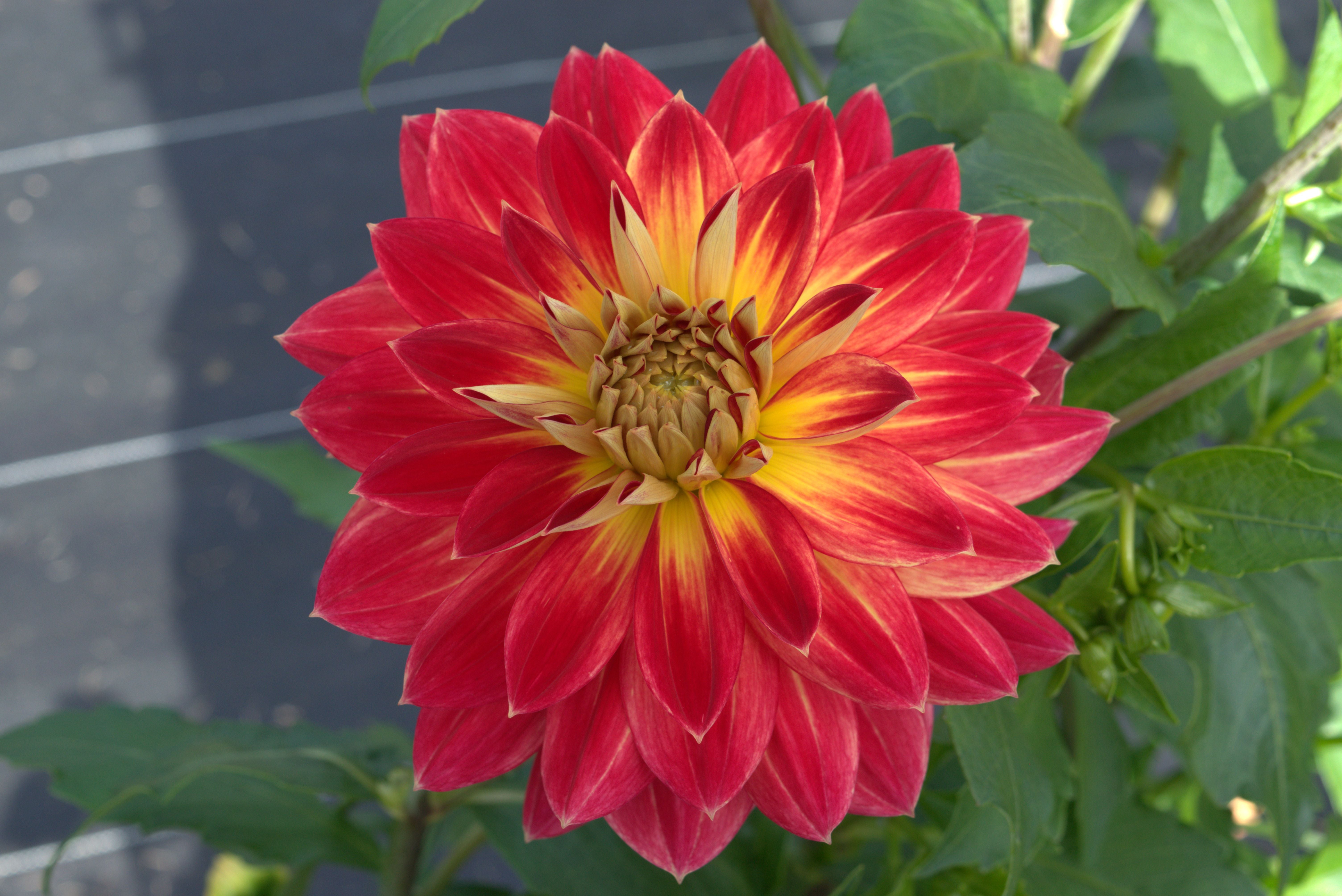 Hometown Hero – Lakeside Dahlia Farm